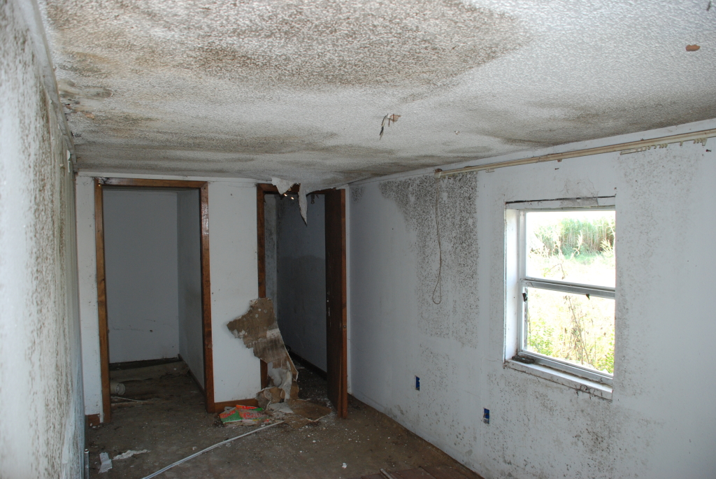 Mold on Ceiling - Microtech Environmental Services
